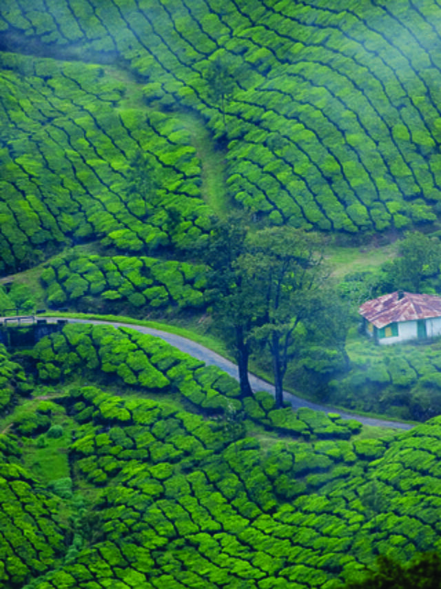 Things To Do In Munnar At Night - Buziness Bytes